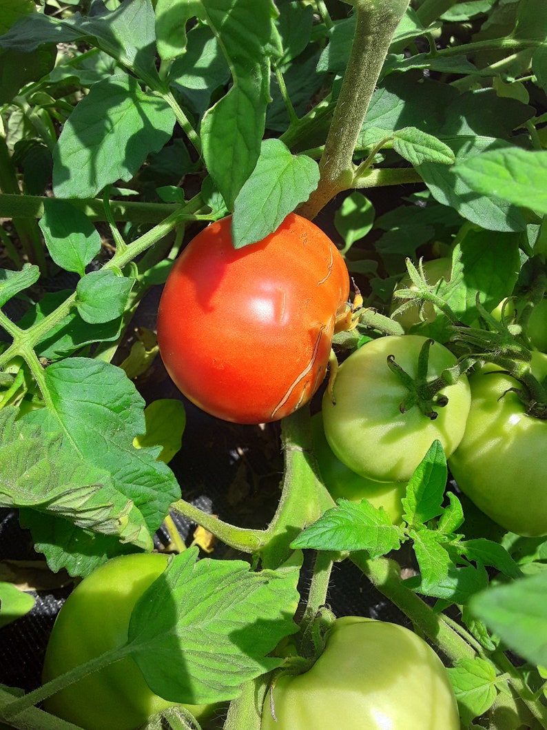 Mountain Princess Heirloom Tomato (30 Seeds) - Etsy