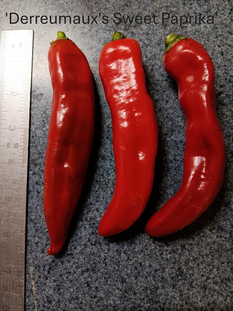 Paprika Drying Pepper Hungarian Heirloom (30 Seeds) - Etsy