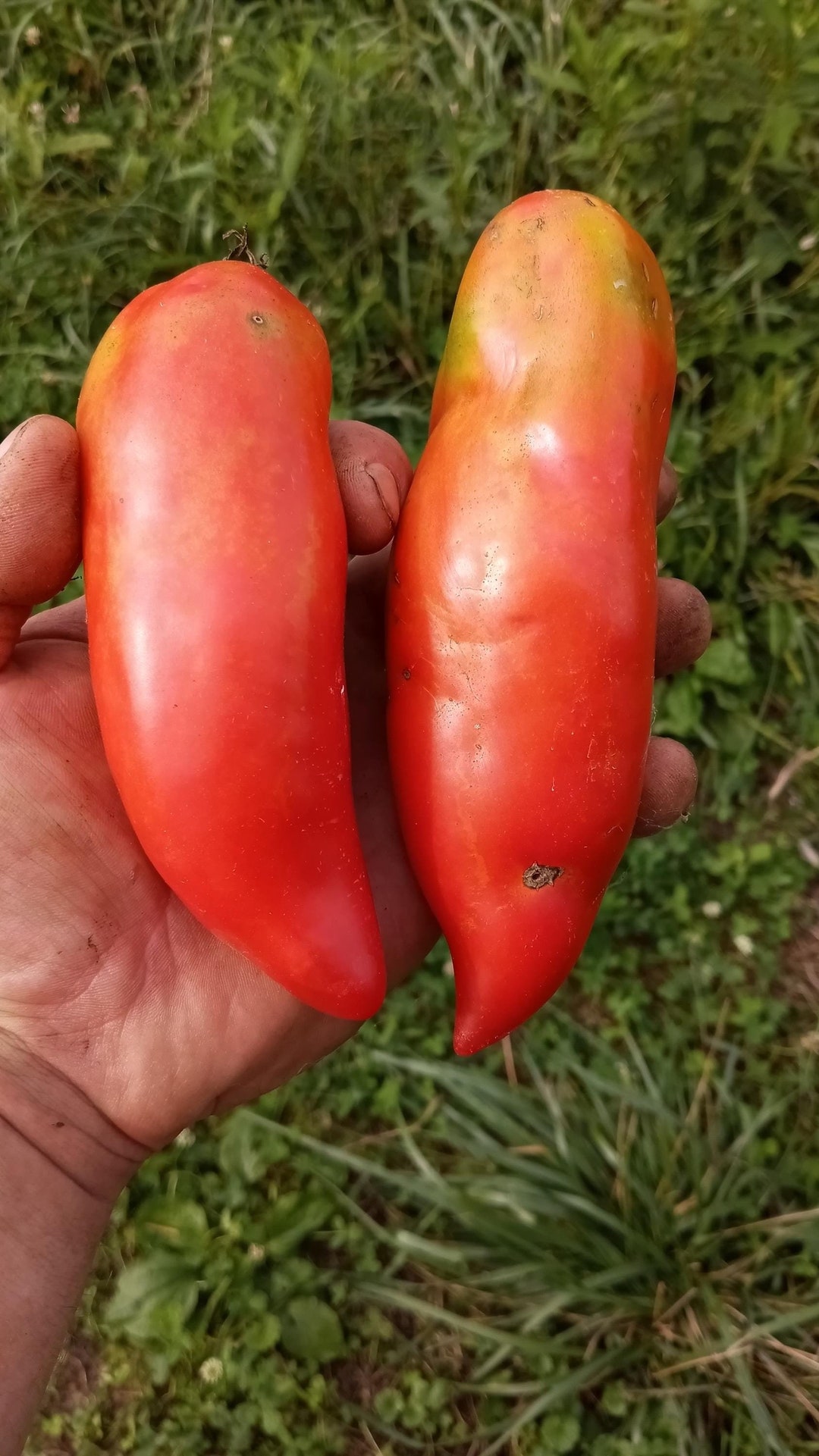 WV Pepper (federle) Heirloom Paste Tomato (30 Seeds) - Etsy