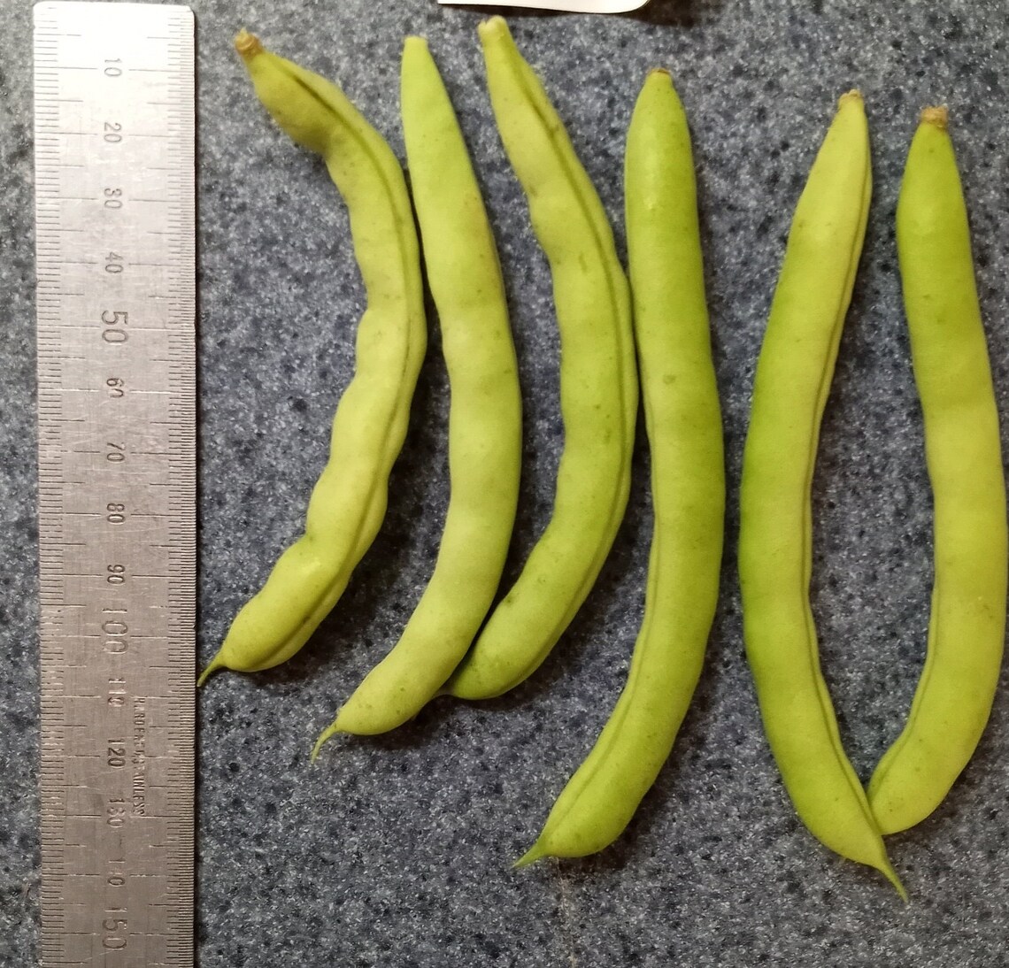 Josephine Jackson Half-runner Bean 30 Seeds - Etsy