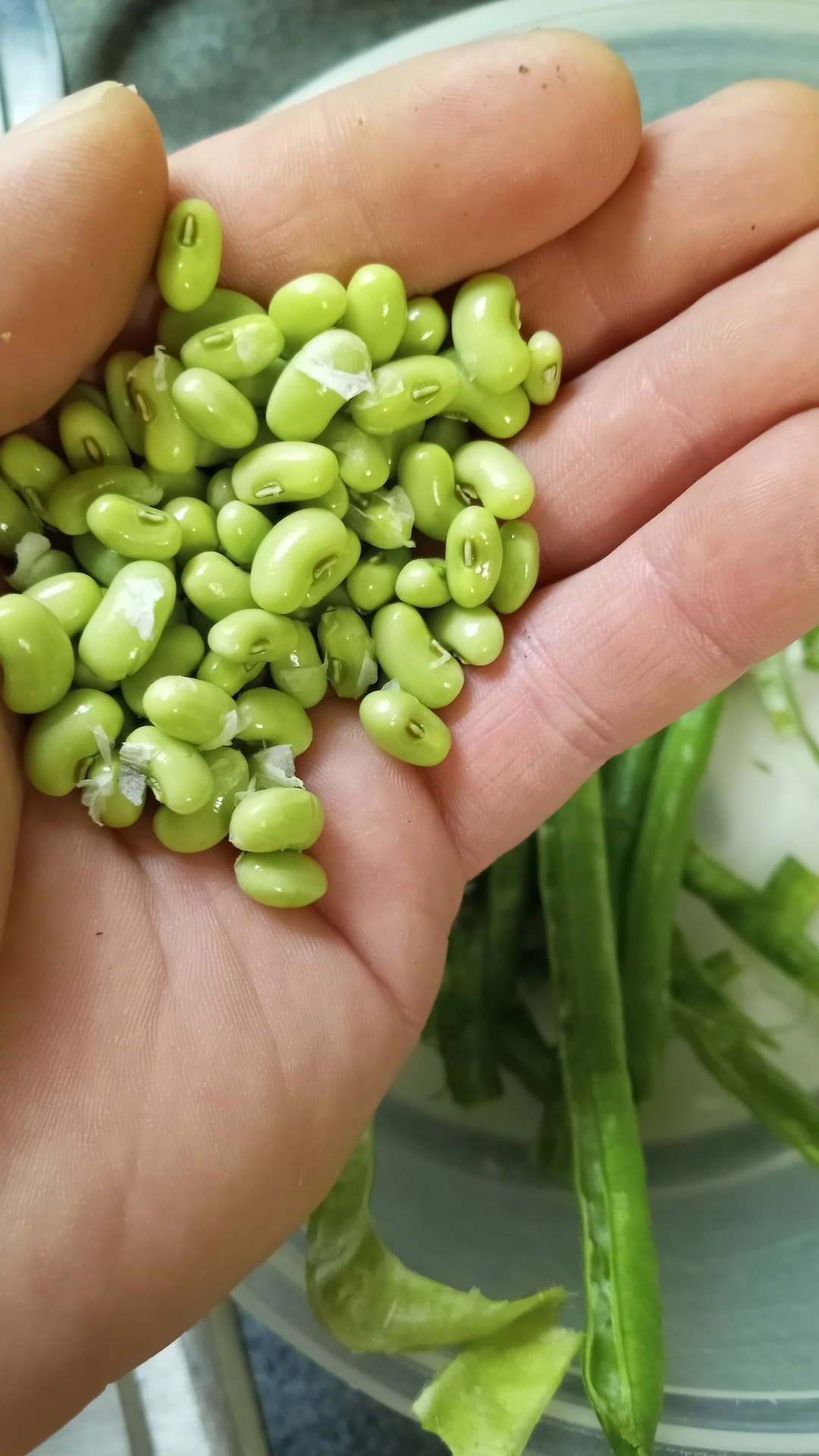 Fast Lady Northern Southern Pea (vigna Unguiculata) 50 Seeds - Etsy