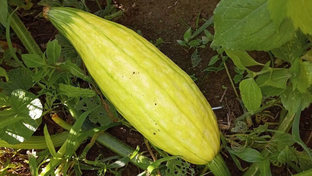 North Georgia Candy Roaster Winter Squash C. Maxima 20 Seeds - Etsy