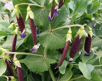 Sienna Pea Seeds pisum Sativum Packet of 20 Seeds Palm Beach Seed ...