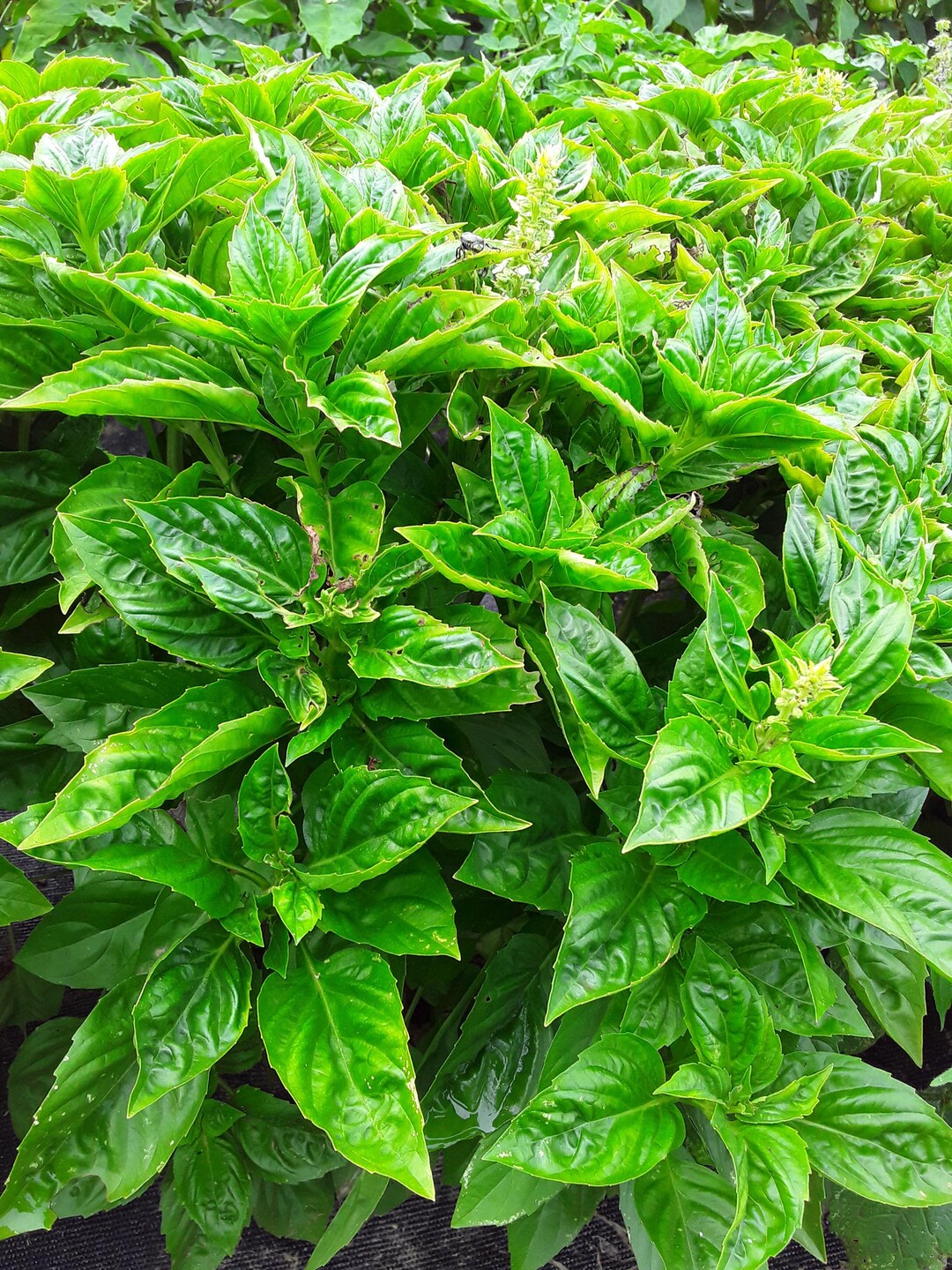 Sally Italian Basil Compact Bush Form (100 Seeds) - Etsy