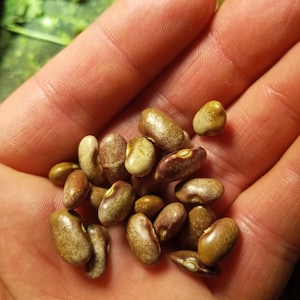 Logan Giant Pole Bean (30 Seeds) - Etsy