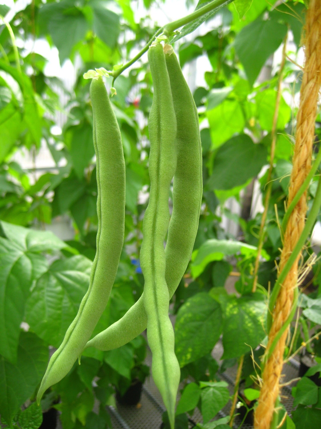 Valley Bean Heirloom Seeds (30 Seeds) - Etsy