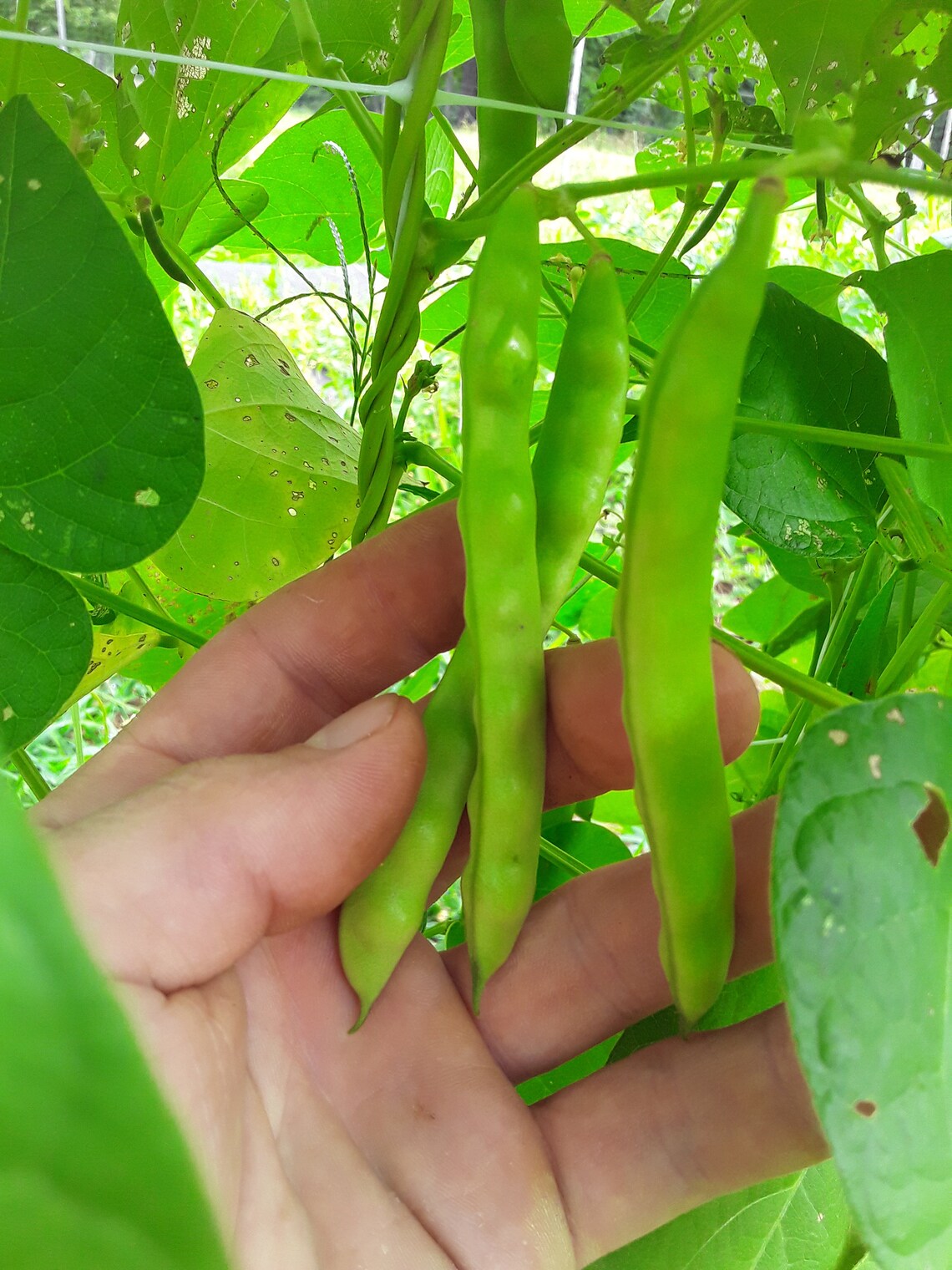 Logan County Greasy Cut-short Heirloom Bean - Etsy