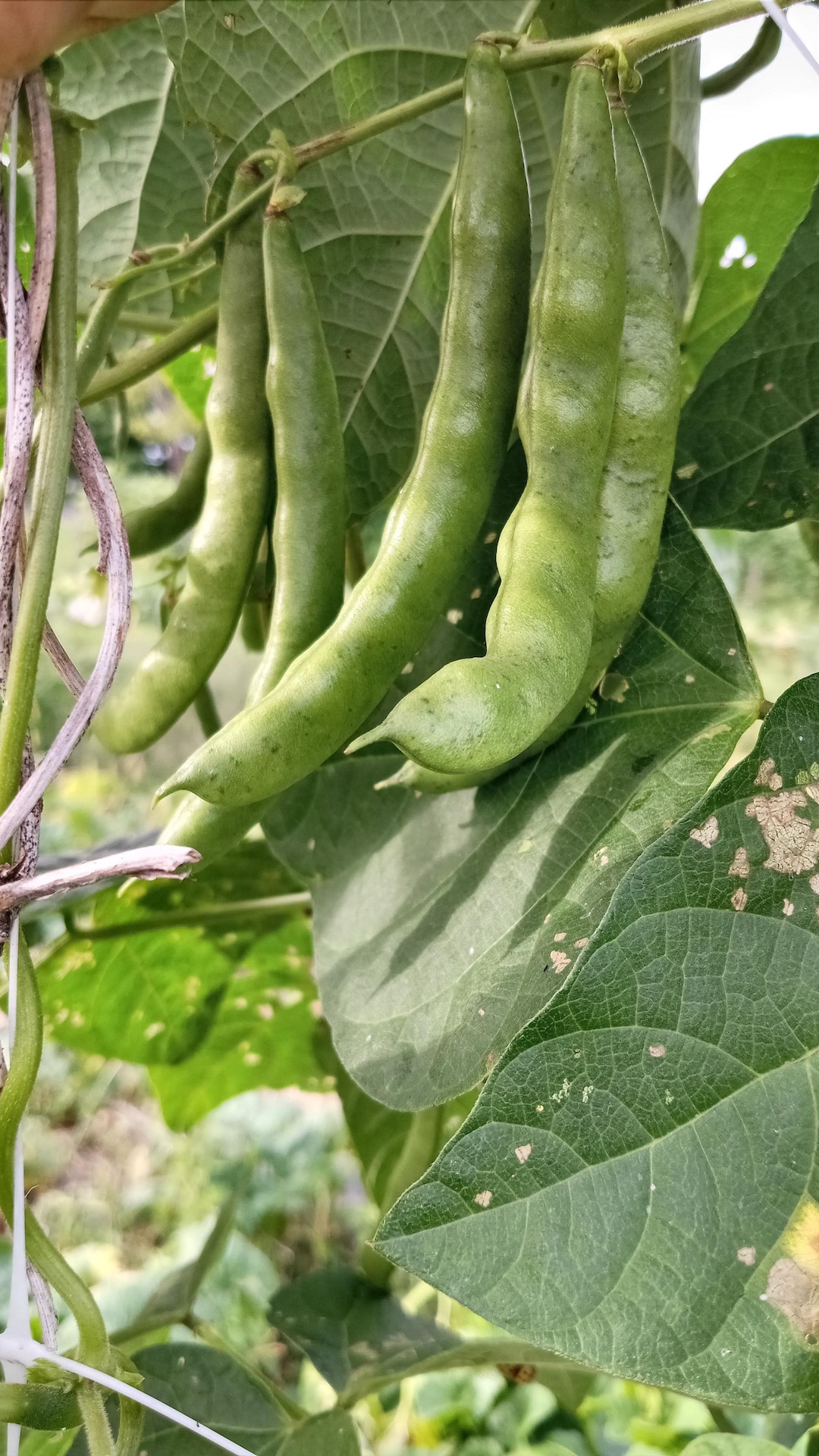 Lazy Wife Greasy Bean (30 Seeds) - Etsy