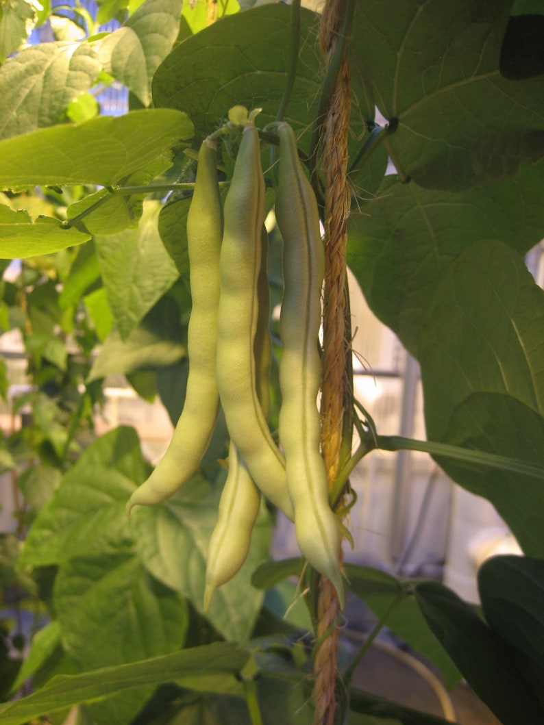 Fat Man Pole Bean (30 Seeds) - Etsy