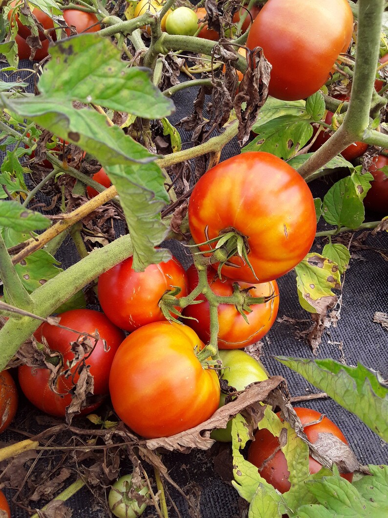 Mountain Princess Heirloom Tomato 30 Seeds - Etsy