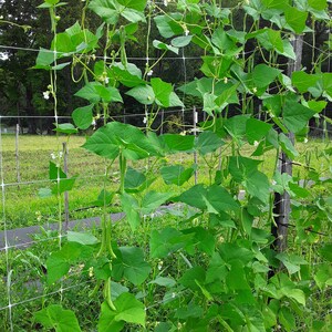 Non-tough Half-runner Bean (30 Seeds) - Etsy