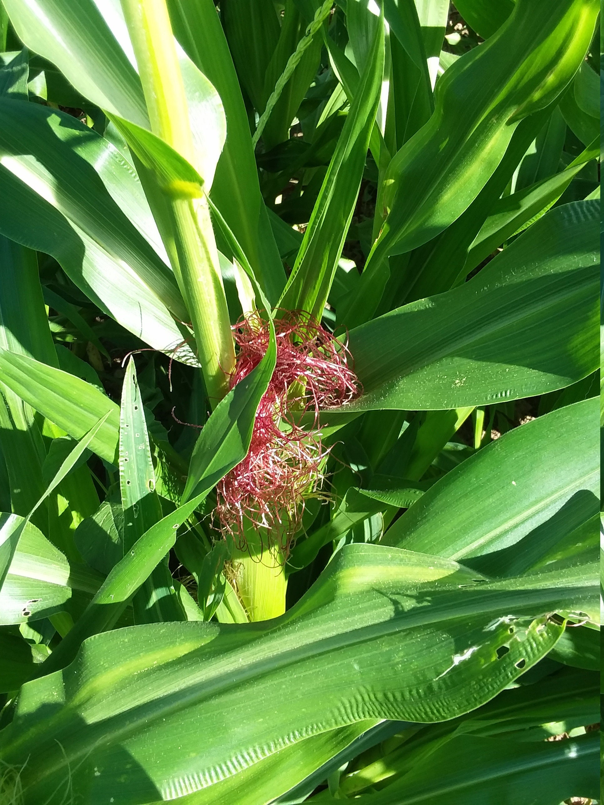 Blue Jade Dwarf Sweet Corn 75 Seeds - Etsy