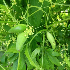 Achocha (bolivian Cucumber) Cyclanthera Pedata 20 Seeds - Etsy