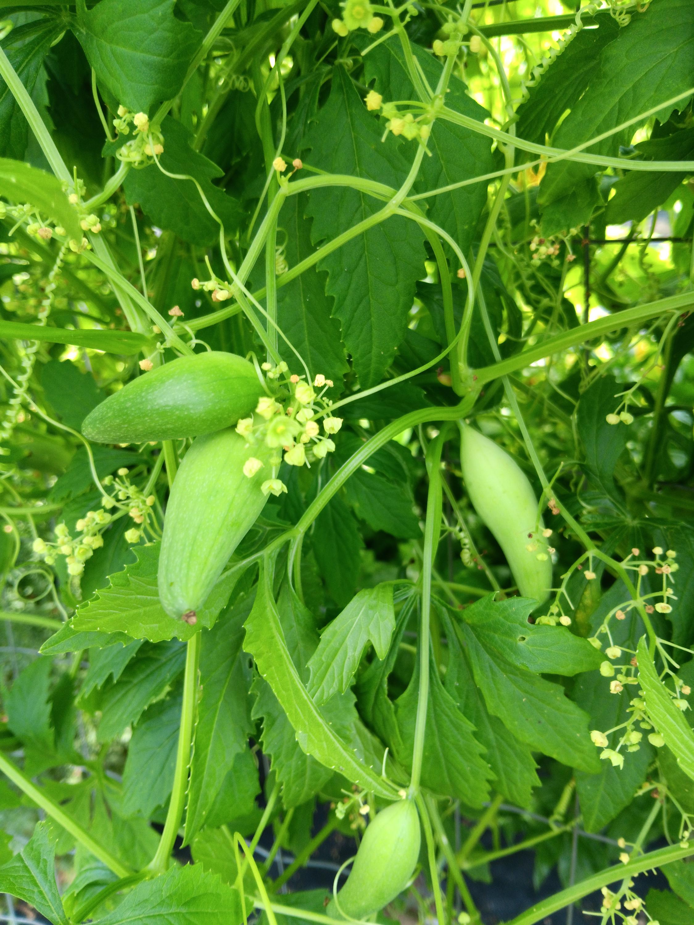 Achocha (bolivian Cucumber) Cyclanthera Pedata 20 Seeds - Etsy