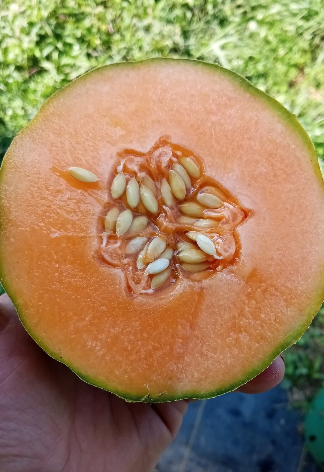 Golden Gopher Melon Seeds Open-pollinated (cucumis Melo) Muskmelon - Etsy