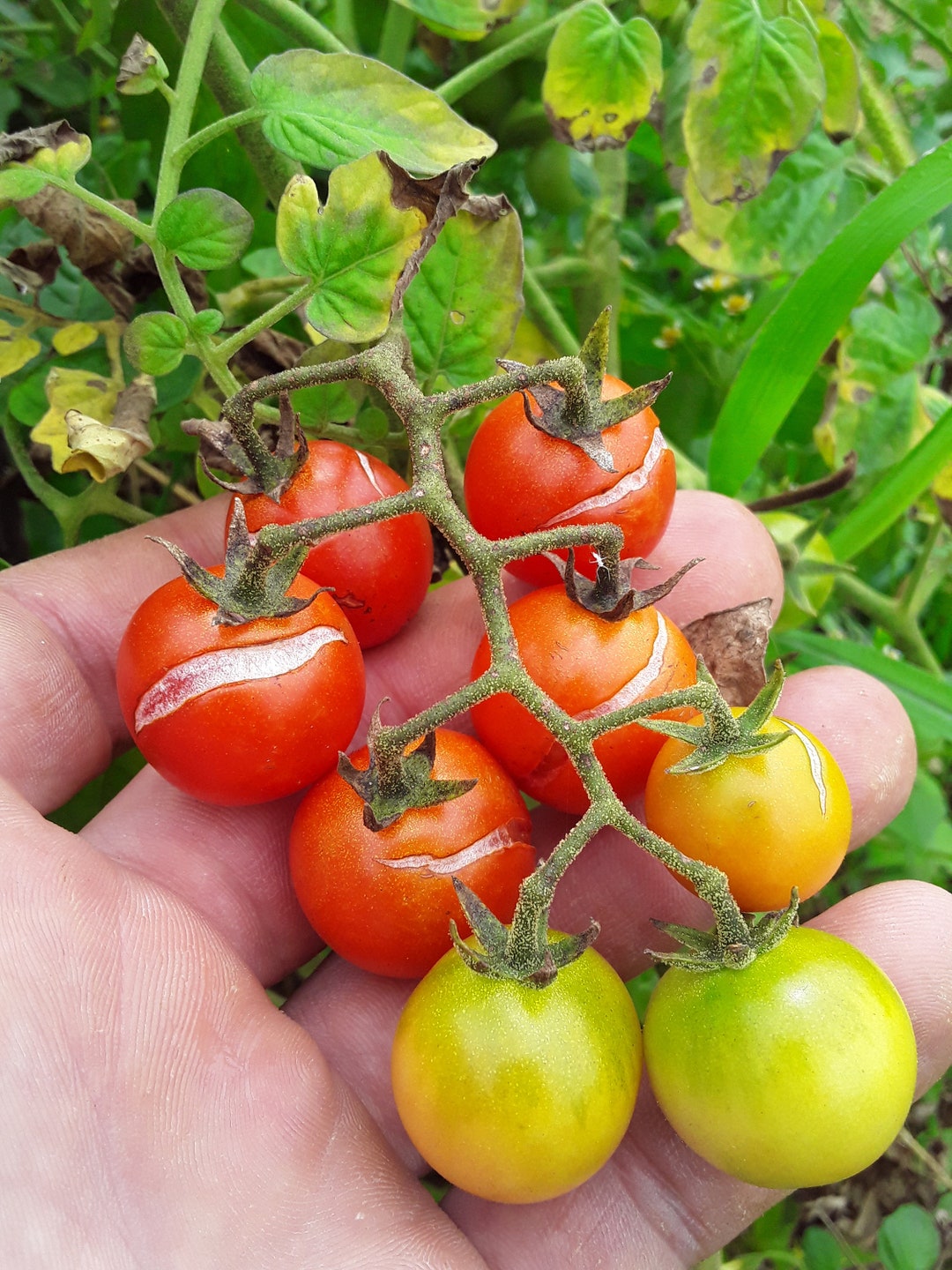 Matt's Wild Cherry Tomato Seeds (30 Seeds) - Etsy