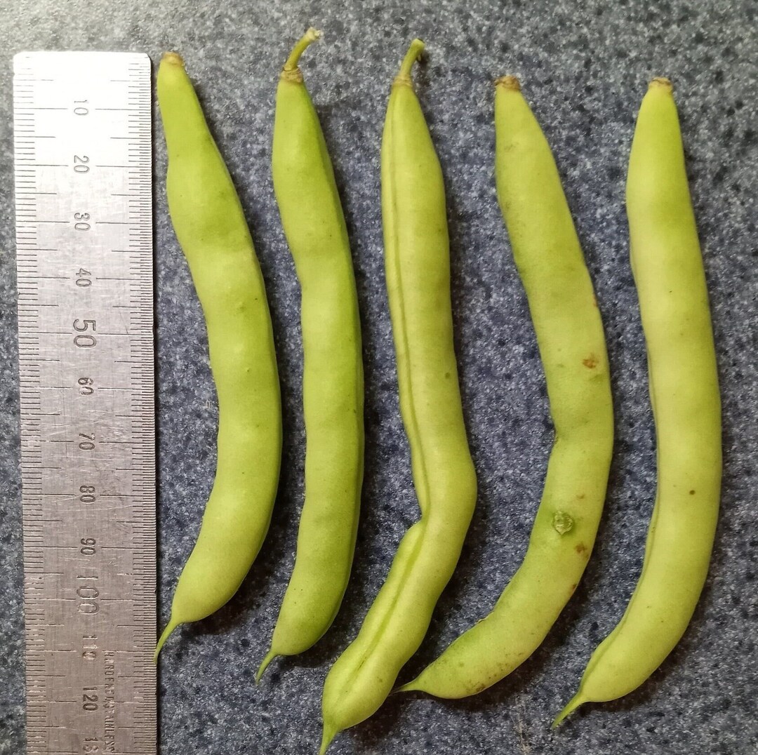 Larry Phillips Half-runner Bean Seeds (30 Seeds) - Etsy