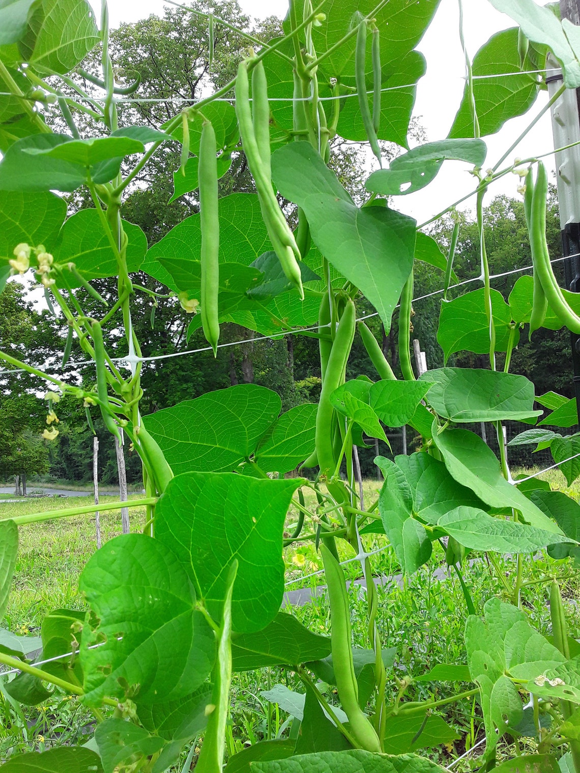 Non-tough Half-runner Bean (30 Seeds) - Etsy