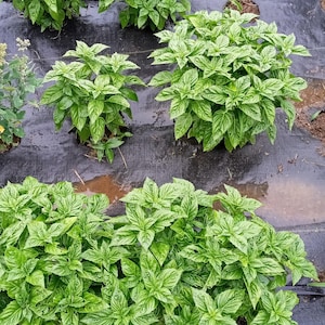 Sally Italian Basil Compact Bush Form (100 Seeds) - Etsy