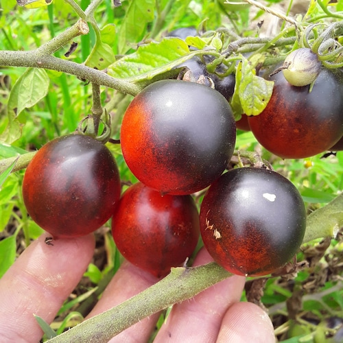 Indigo Cherry Drop Tomato Seeds Organic Open-pollinated - Etsy