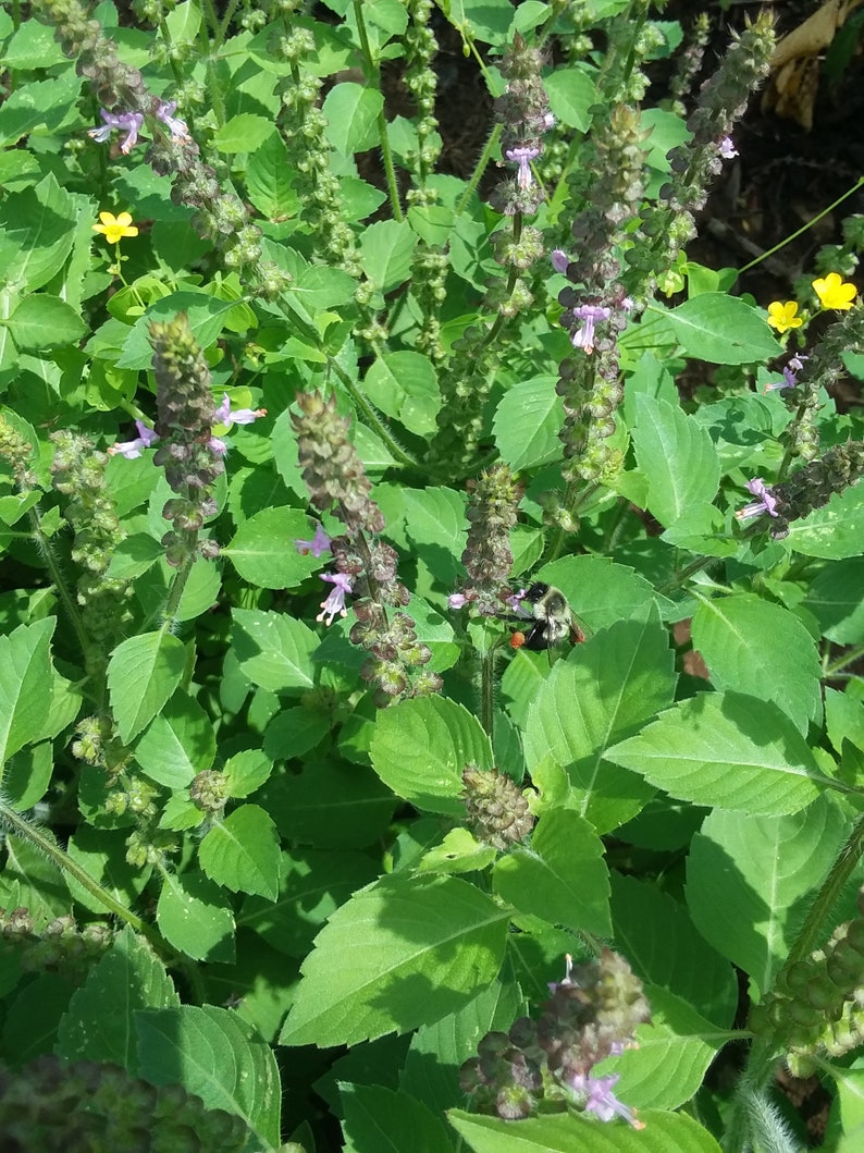 Tulsi (holy Basil) - Temperate (ocimum Africanum) (~300 Seeds) - Etsy