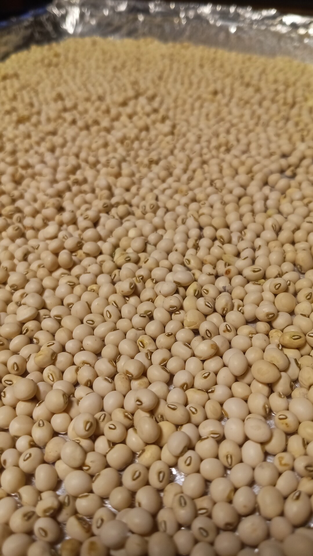 Florida Conch Southern Pea (vigna Unguiculata) (50 Seeds) - Etsy