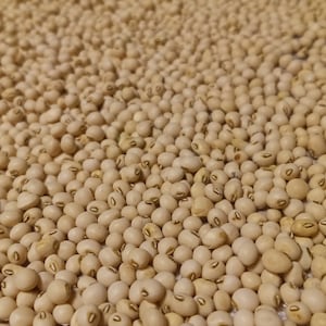 Florida Conch Southern Pea (vigna Unguiculata) (50 Seeds) - Etsy