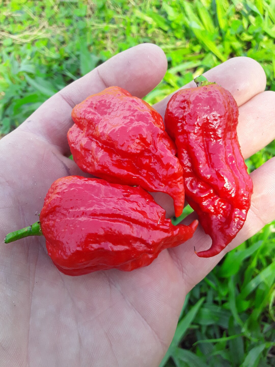 Apocalypse Red Hot Pepper C. Chinense 30 Seeds - Etsy
