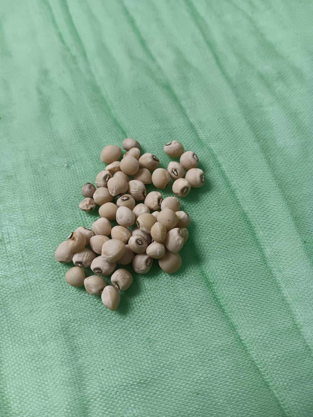 Grandpa Mckay's Cream Pea Heirloom Southern Pea (50 Seeds) - Etsy