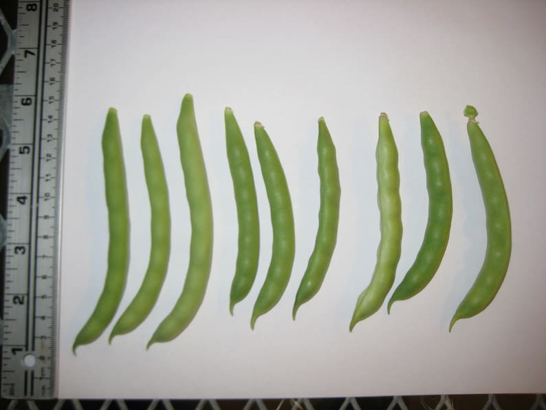 Fat Man Pole Bean (30 Seeds) - Etsy