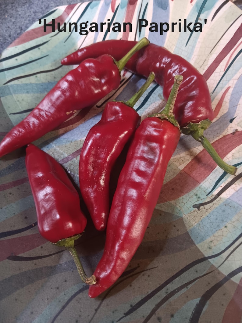 Paprika Drying Pepper Hungarian Heirloom (30 Seeds) - Etsy