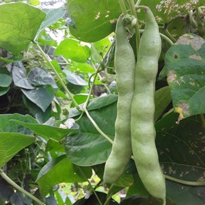 Turkey Craw Heirloom Bean - Etsy