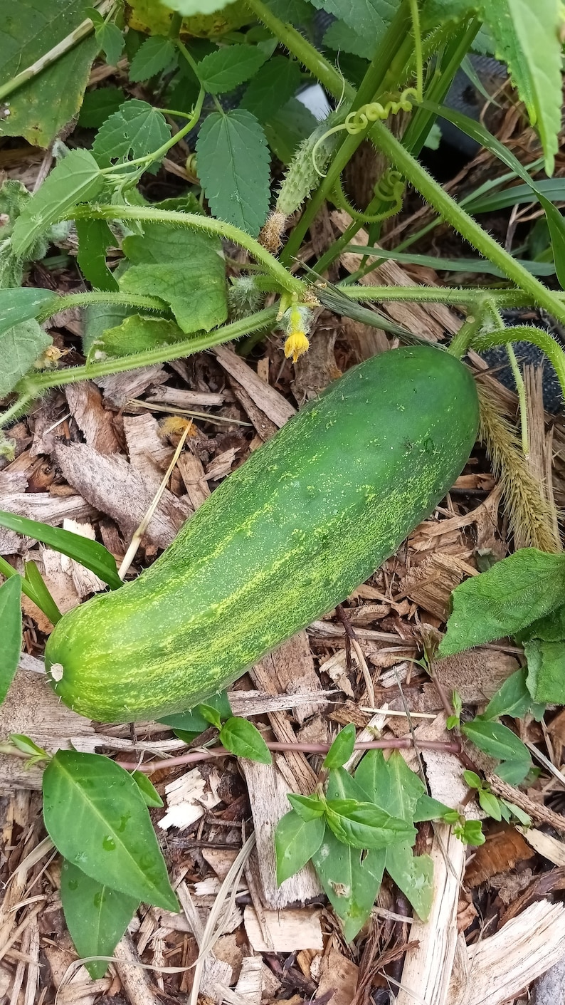 Sumter Pickling Cucumber Heirloom Seeds - Etsy