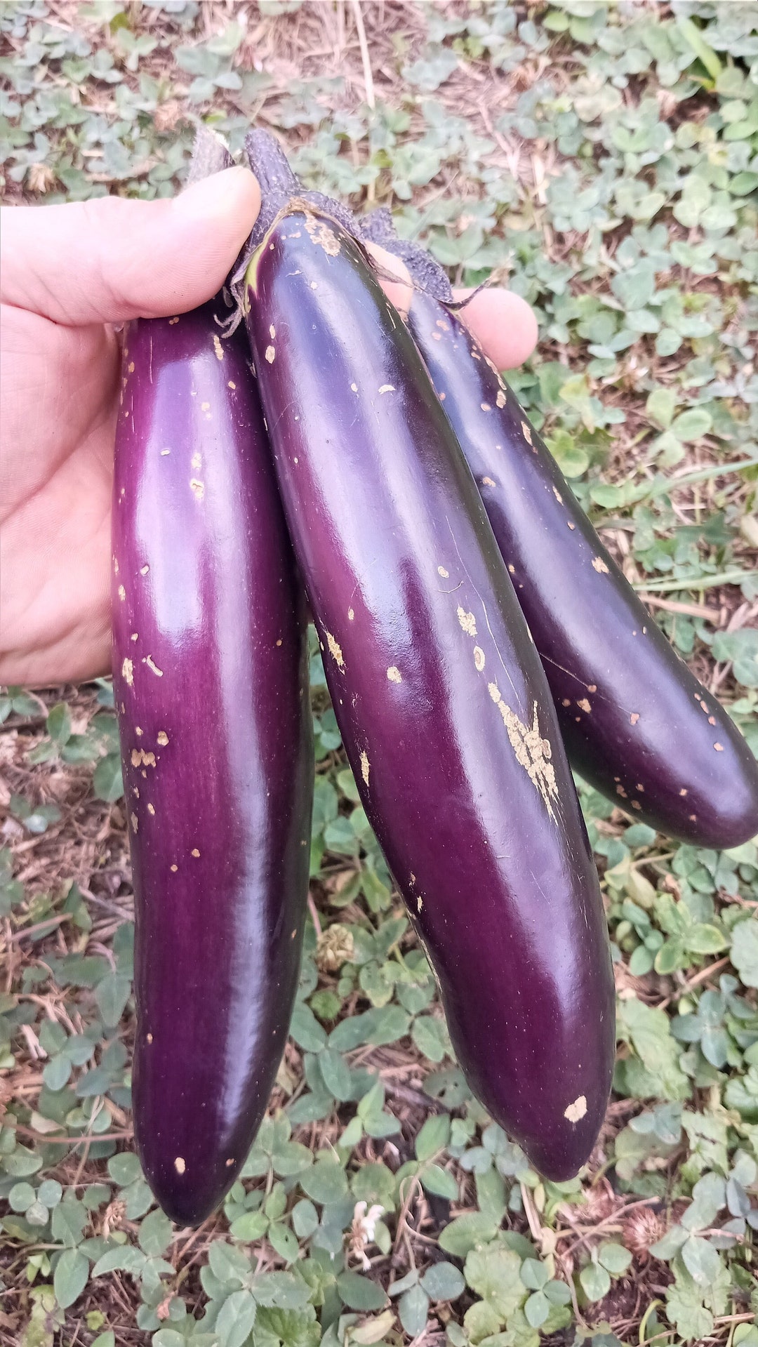 Poamoho Dark Long Eggplant (30 Seeds) - Etsy