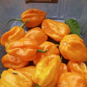 Apocalypse Hot Pepper (C. Chinense) (20 Seeds) - Etsy