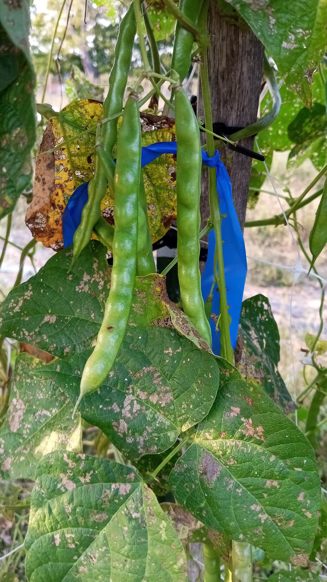 Pine Mountain Greasy Bean Heirloom Seeds - Etsy