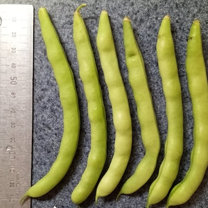 Davidson Cornfield Bean Heirloom Seeds (30 Seeds) - Etsy