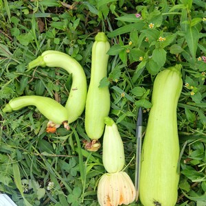 Heungbu Summer Squash Seeds (korean "aehobak" 애호박) C. Moschata Vine ...