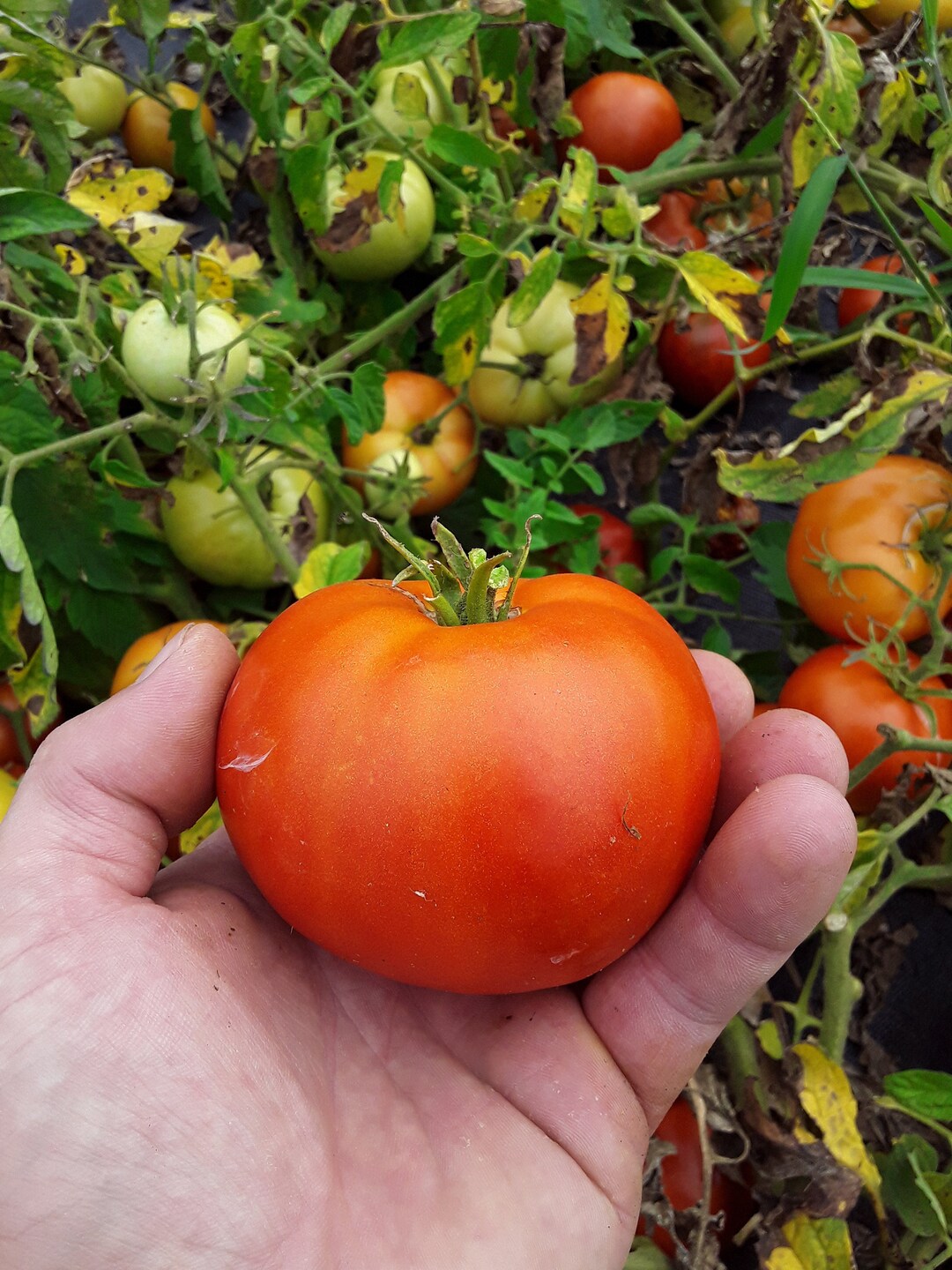 Mountain Princess Heirloom Tomato (30 Seeds) - Etsy
