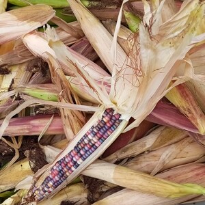 Glass Gem Open-pollinated Corn Seeds - Etsy