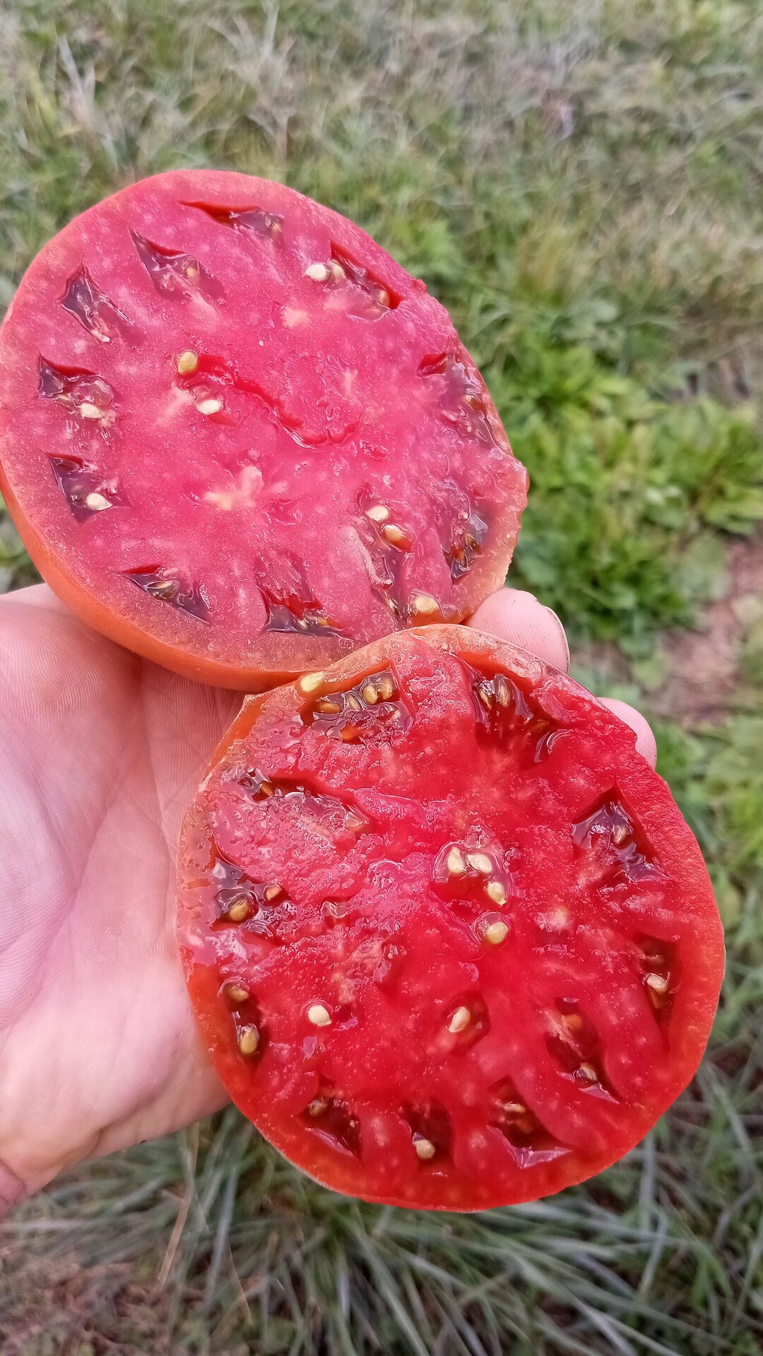 Cherokee Purple Heirloom Tomato Seeds (30 Seeds) - Etsy