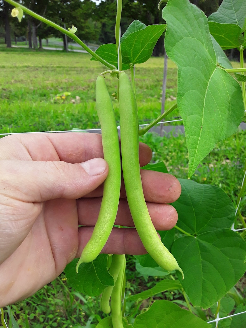Non-tough Half-runner Bean (30 Seeds) - Etsy