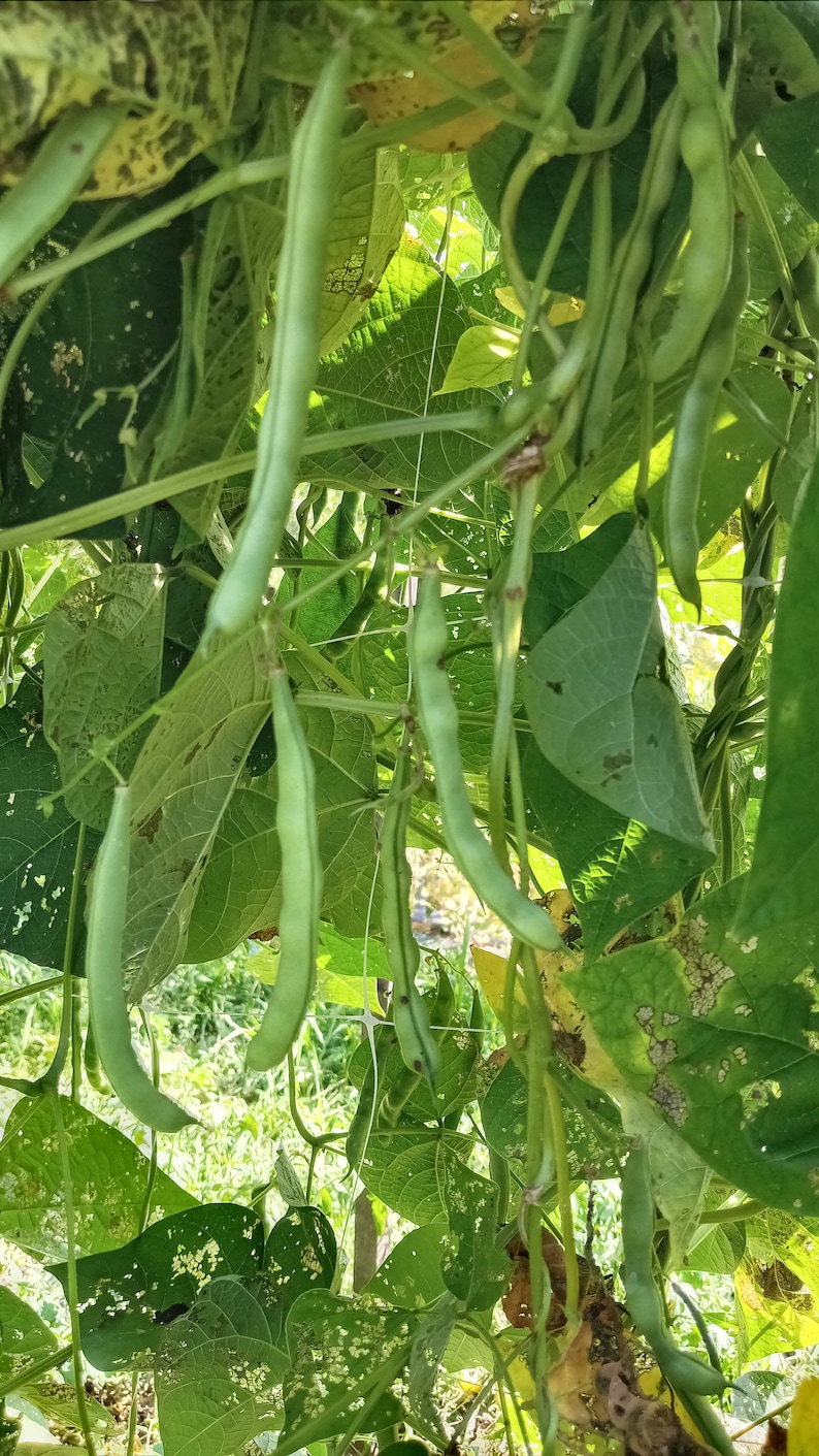 Brown Half-runner Heirloom Bean Seeds (30 Seeds) - Etsy