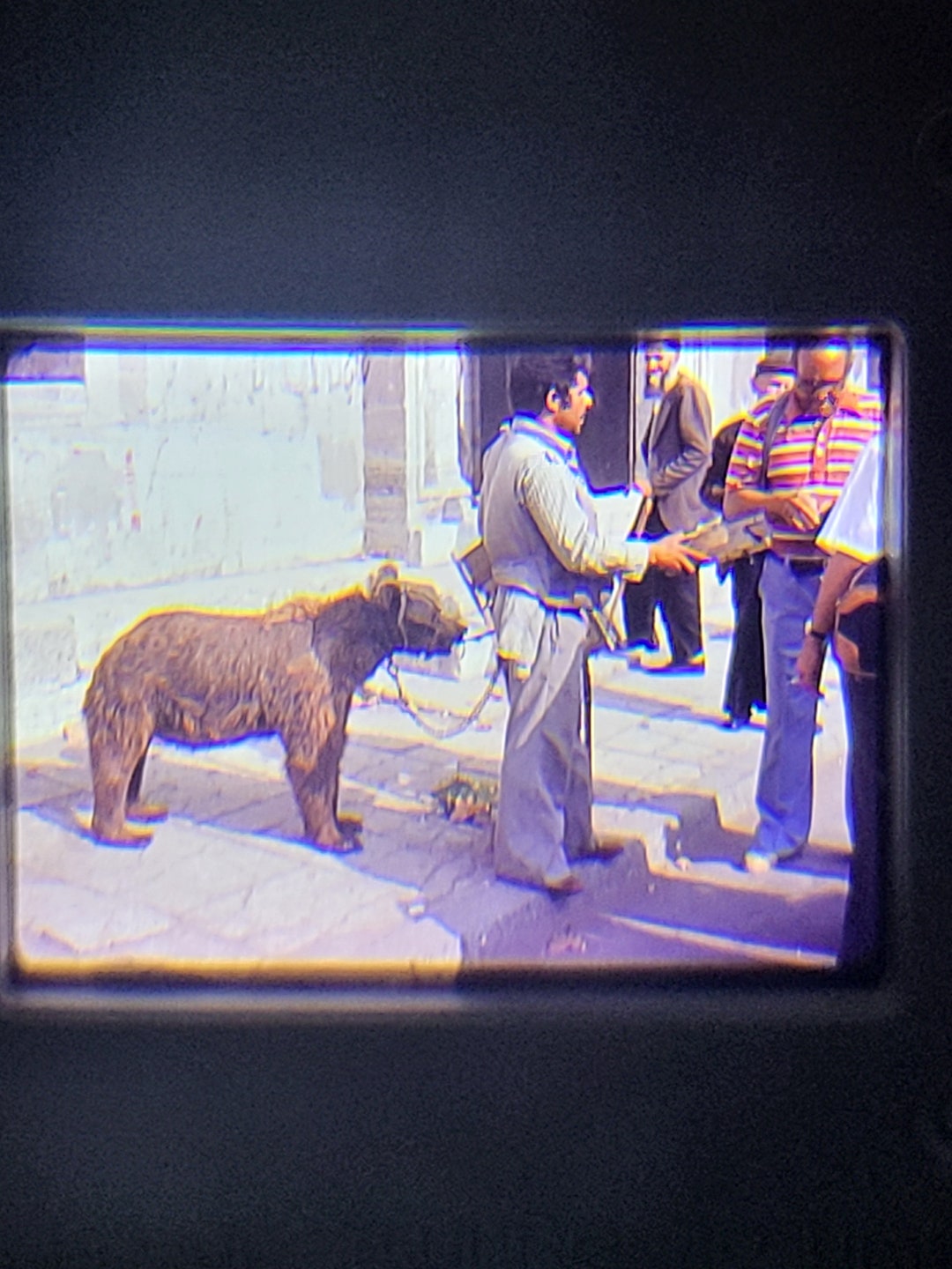 1970's Photo VINTAGE Found 35mm Istanbul Turkey Street Bear 1978 ...