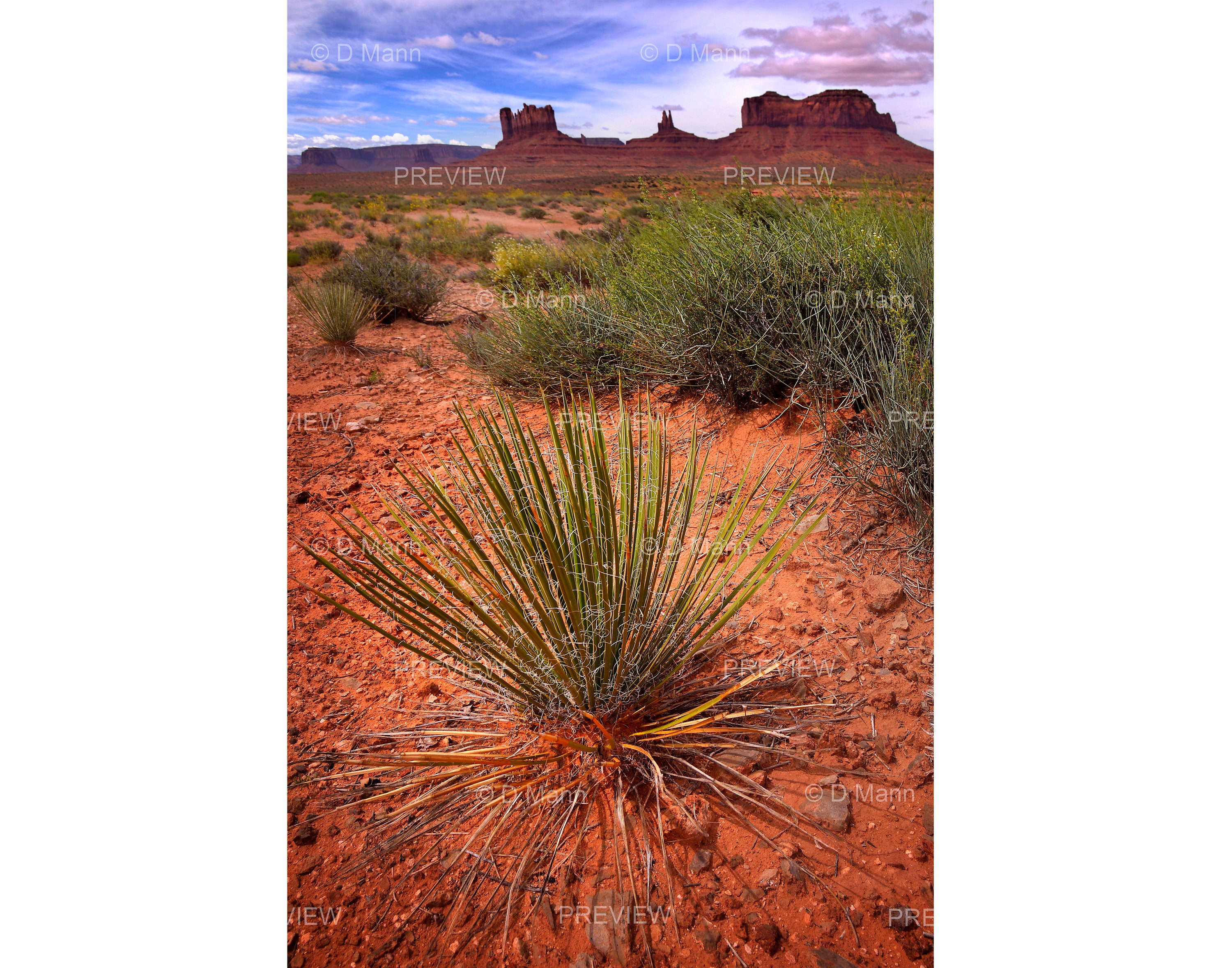 Digital Download Wall Art Photography. Yucca Plant yucca - Etsy