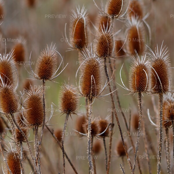 Teasel - Etsy