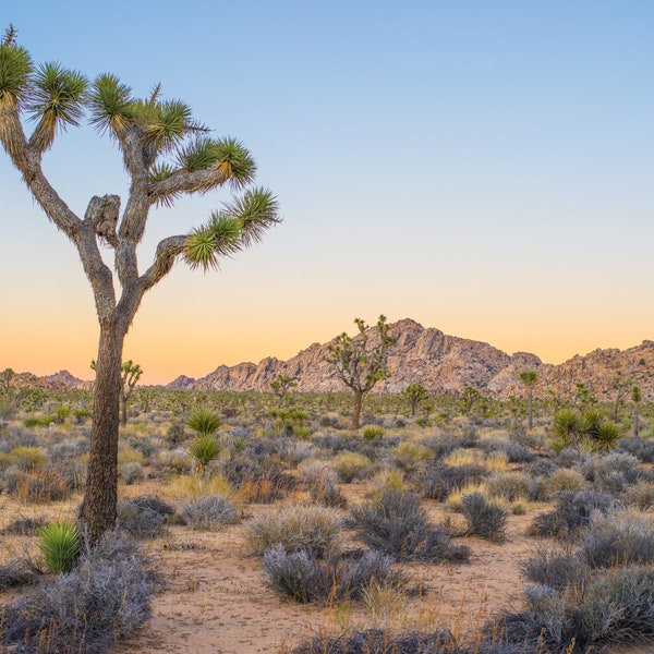 Joshua Tree Cutting - Etsy