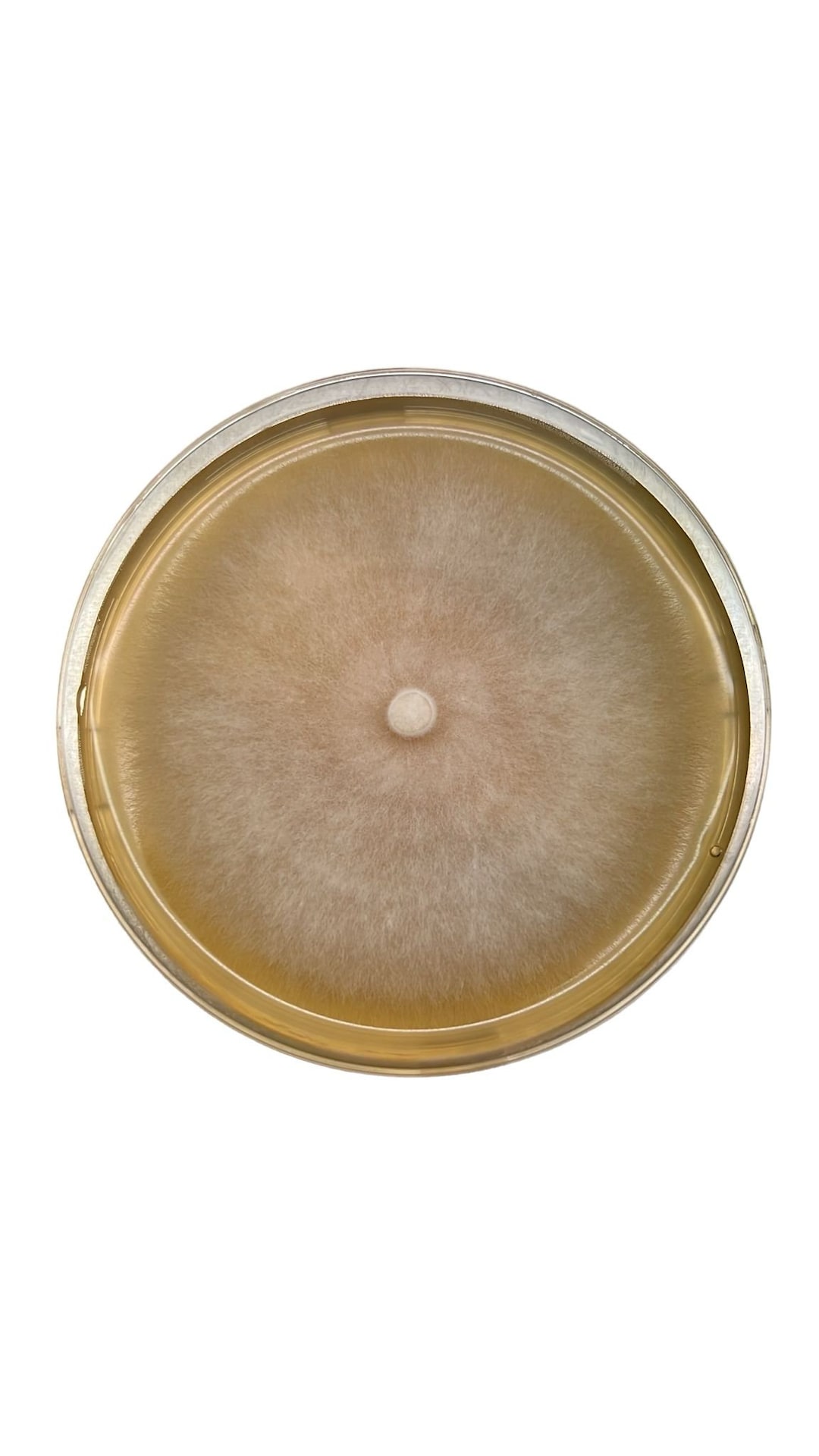 Colonised Mushroom Mycelium Agar Plates /petri Dish (allow 2-4 Weeks ...