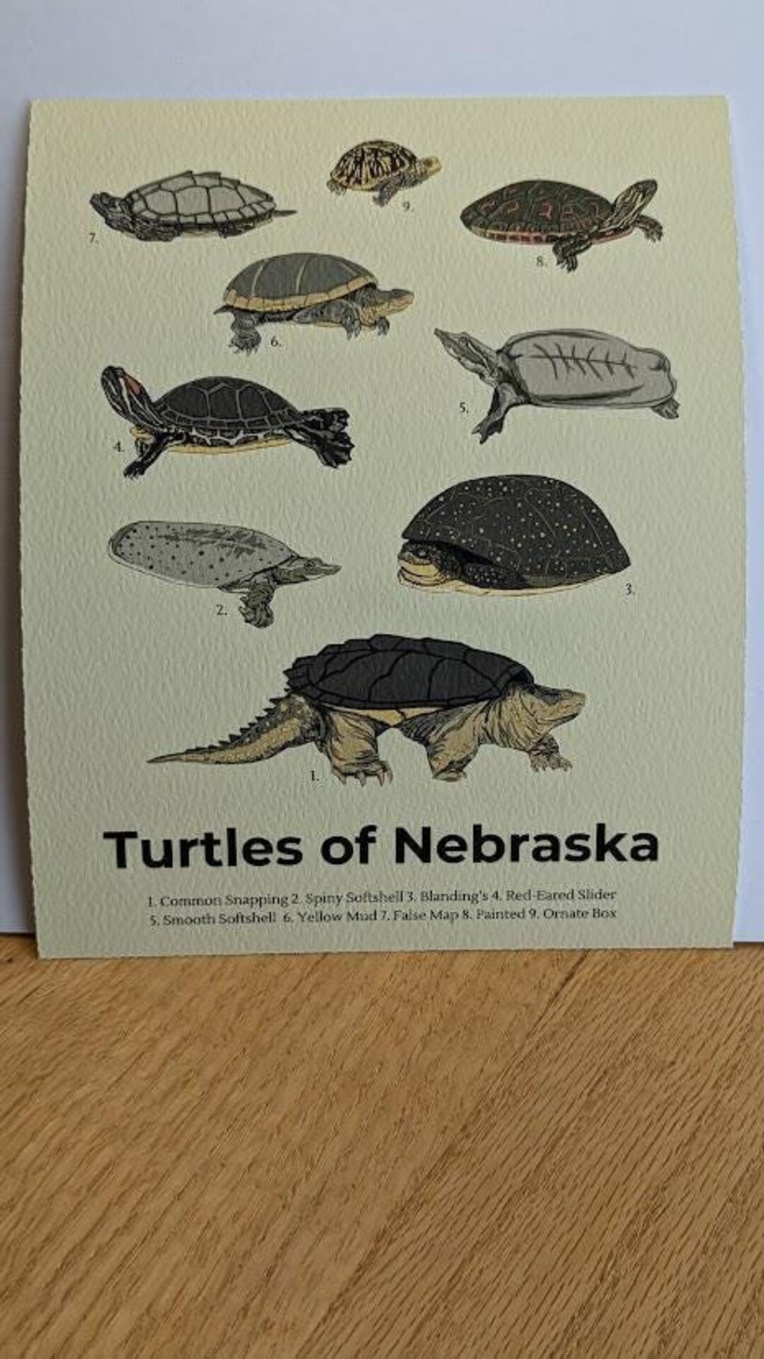 Turtles of Nebraska Print - Etsy