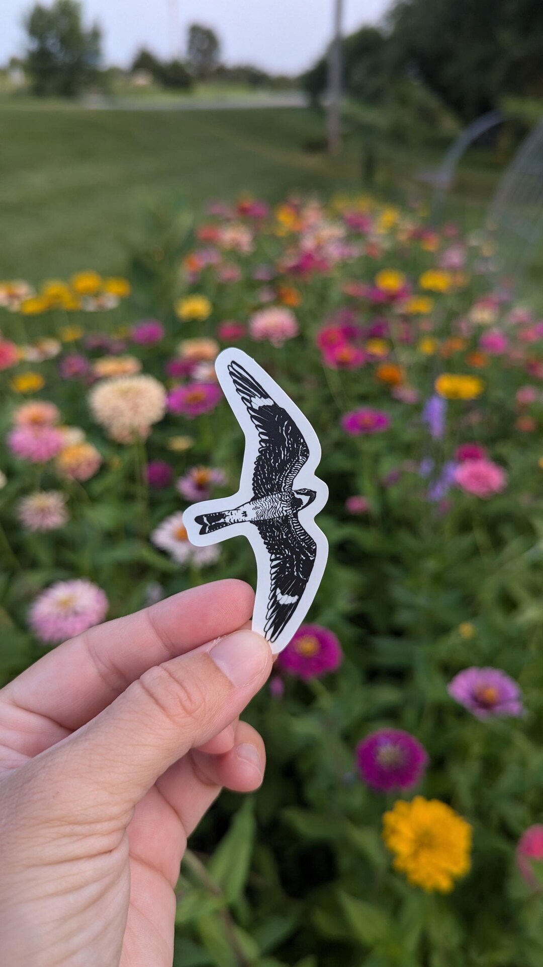 Nighthawk Sticker - Etsy
